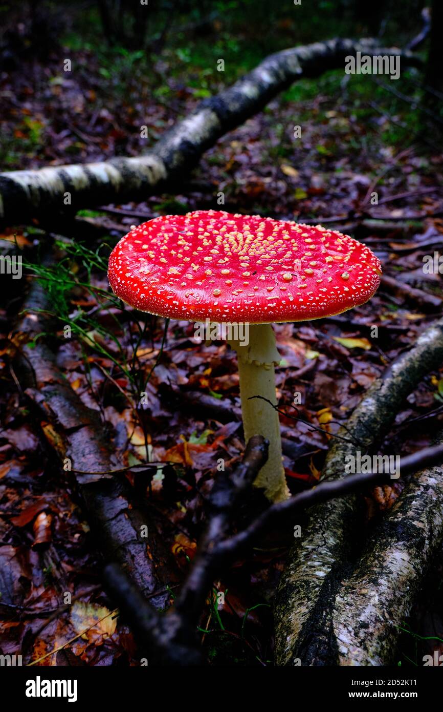 Large open red mushroom with white dots,red amanita, fly agaric. Dark ...