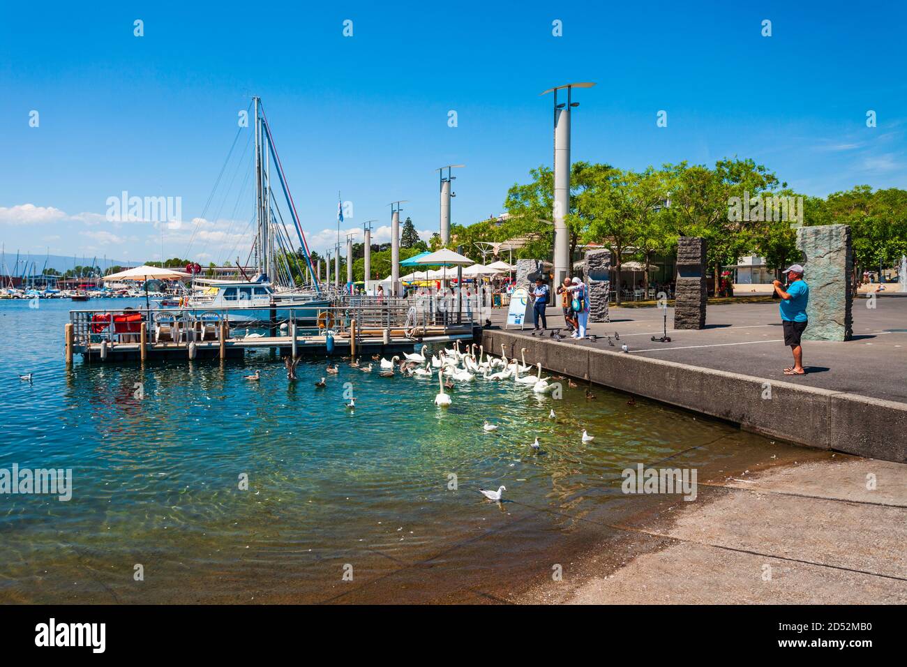 LAUSANNE, SWITZERLAND - JULY 19, 2019: Swans in Lausanne port. Losanna ...