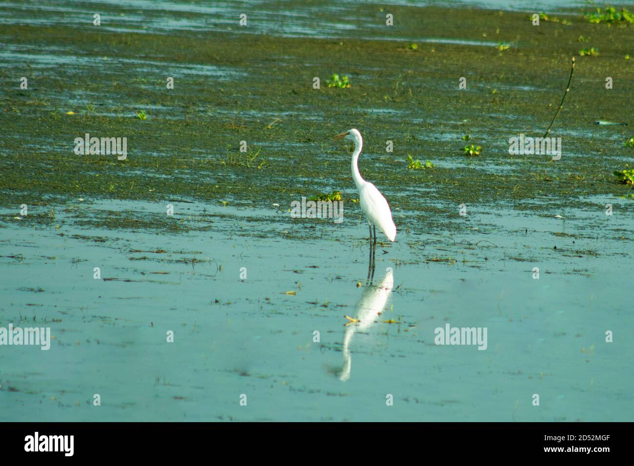 Single white stork hunt fish in water on the big lake. Its plumage is ...