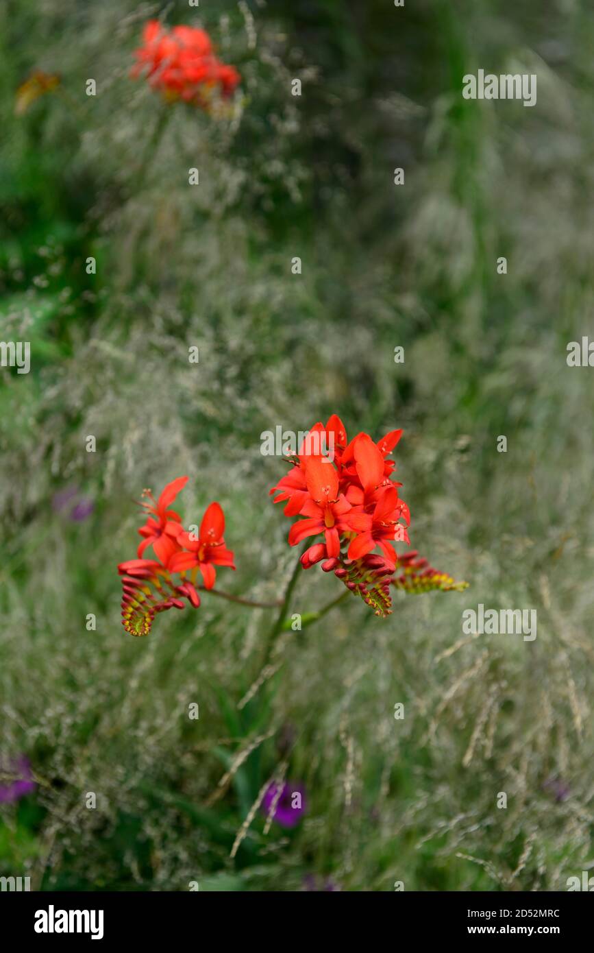 Garden foliage mix hi-res stock photography and images - Alamy