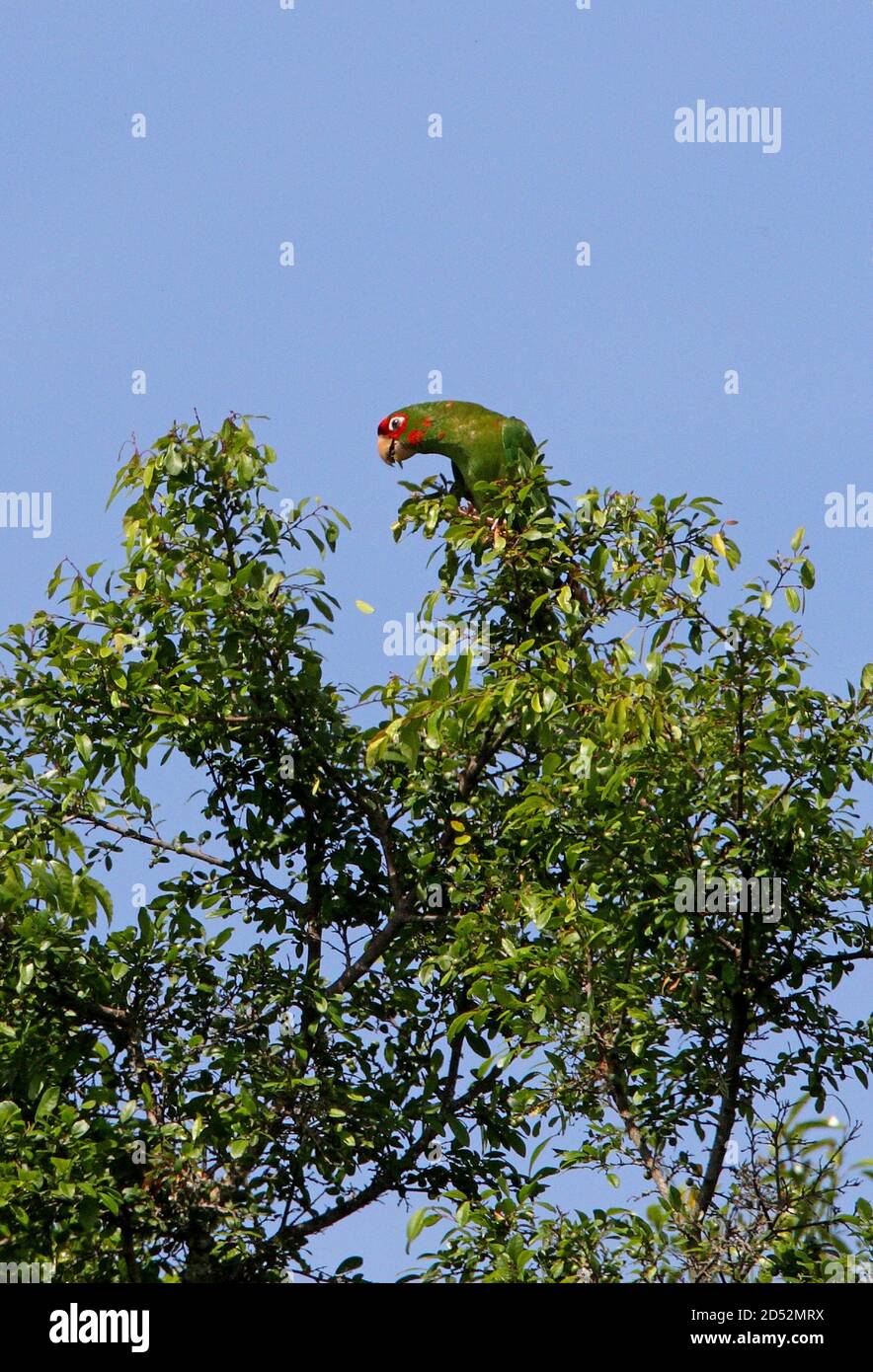 Mitred parakeet hi-res stock photography and images - Alamy