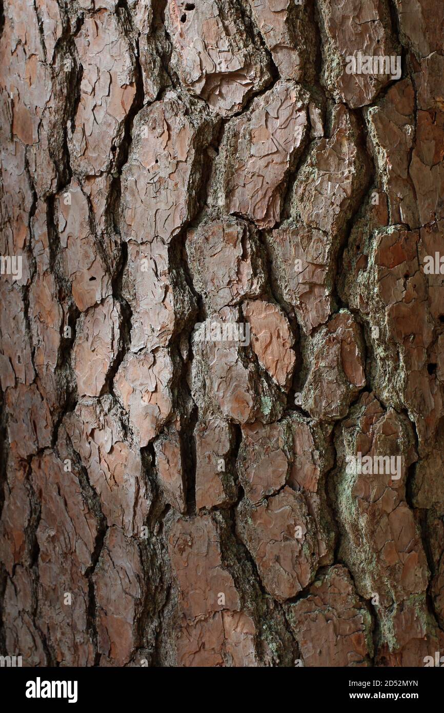 Loblolly pine pinus taeda hi-res stock photography and images - Alamy