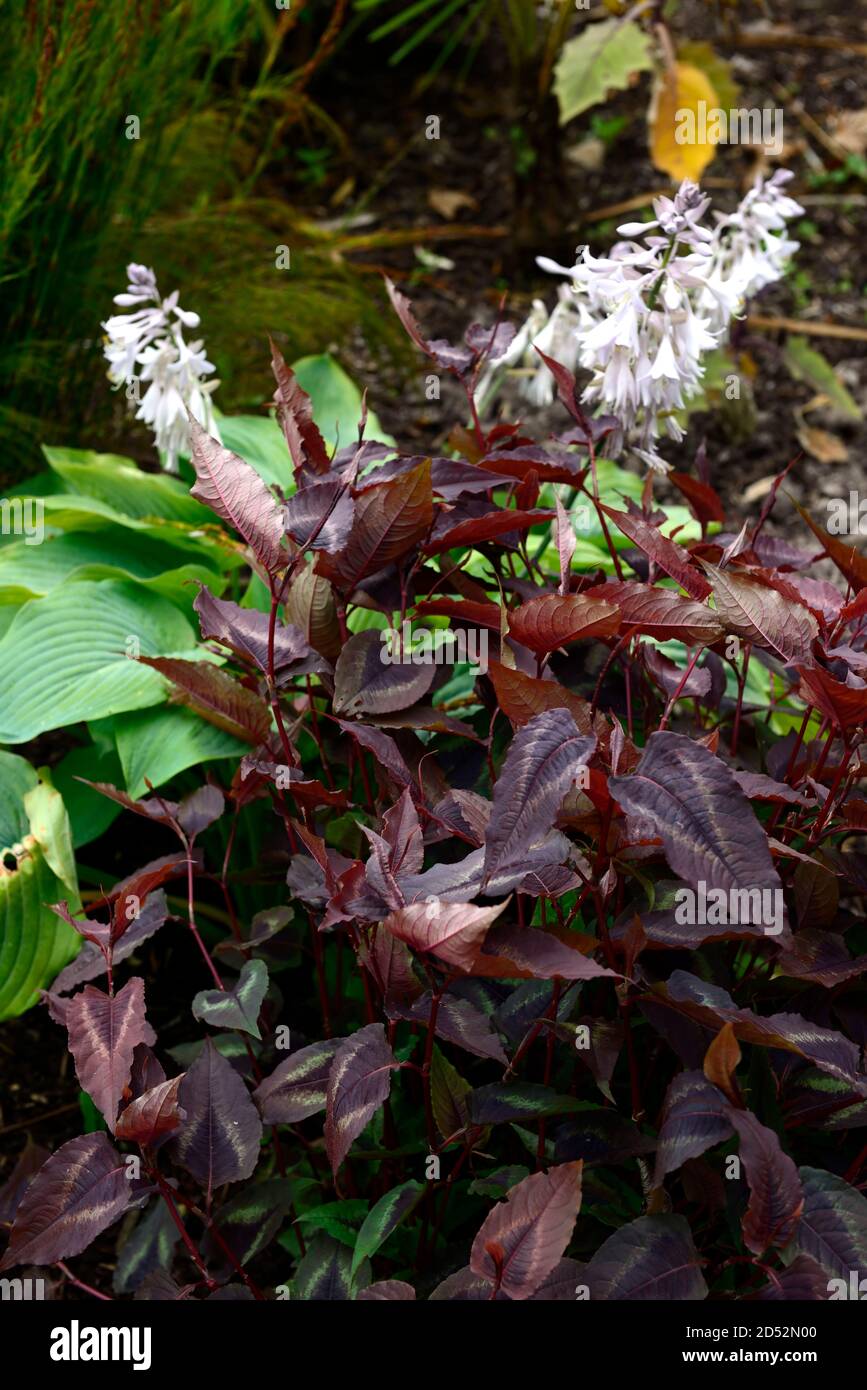 Perennial hosta hi-res stock photography and images - Alamy
