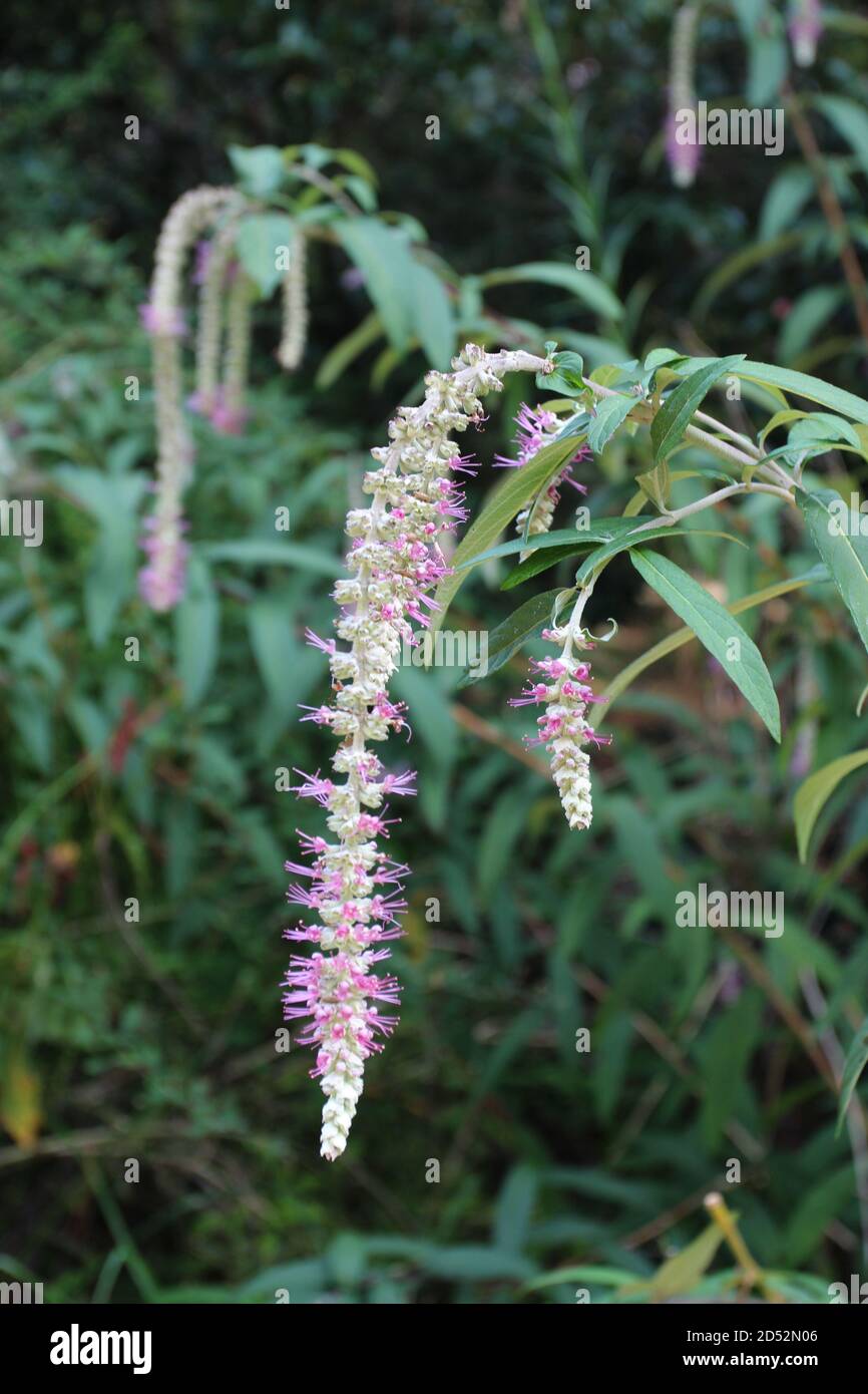 Pink and white catkins on a shrub in North Carolina, USA Stock Photo ...