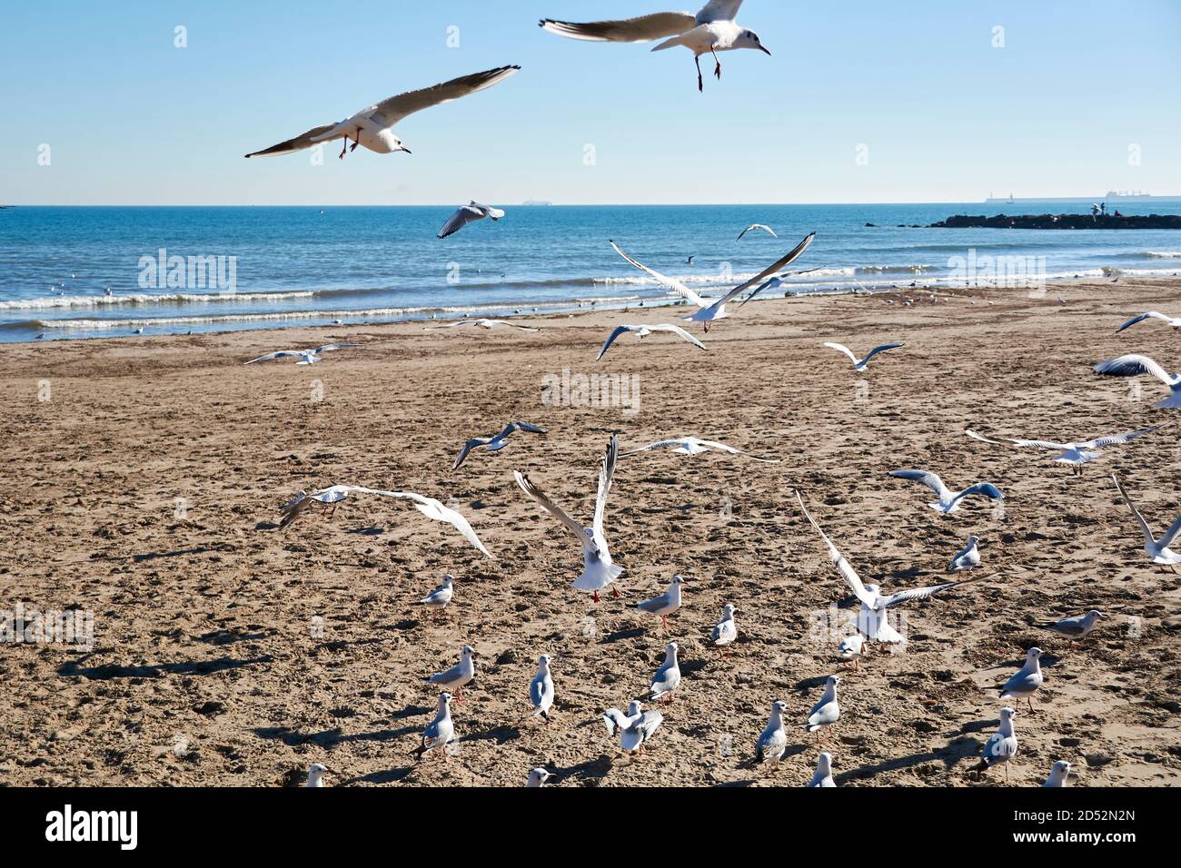 Set of seagulls flying on the beach, sand, flight, sunny day Stock ...