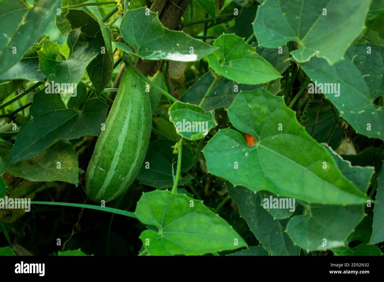 Pointed Gourd High Resolution Stock Photography and Images - Alamy