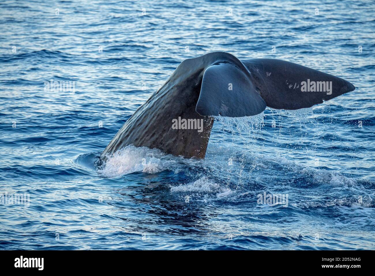 Sperm Whale diving at sunset in mediterranean sea Stock Photo - Alamy