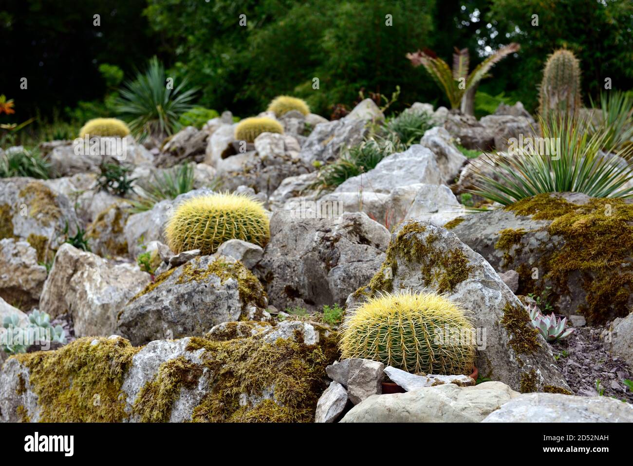 Cactus Rockery Ideas