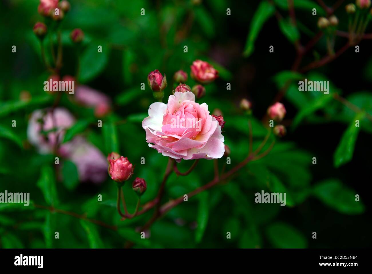 Rosa cornelia rose hi-res stock photography and images - Alamy