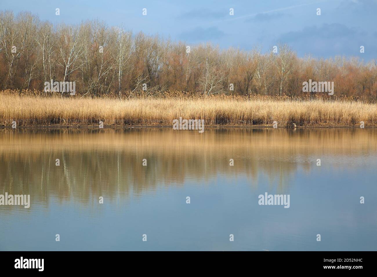 Water surface with trees and reed in autumn Stock Photo - Alamy