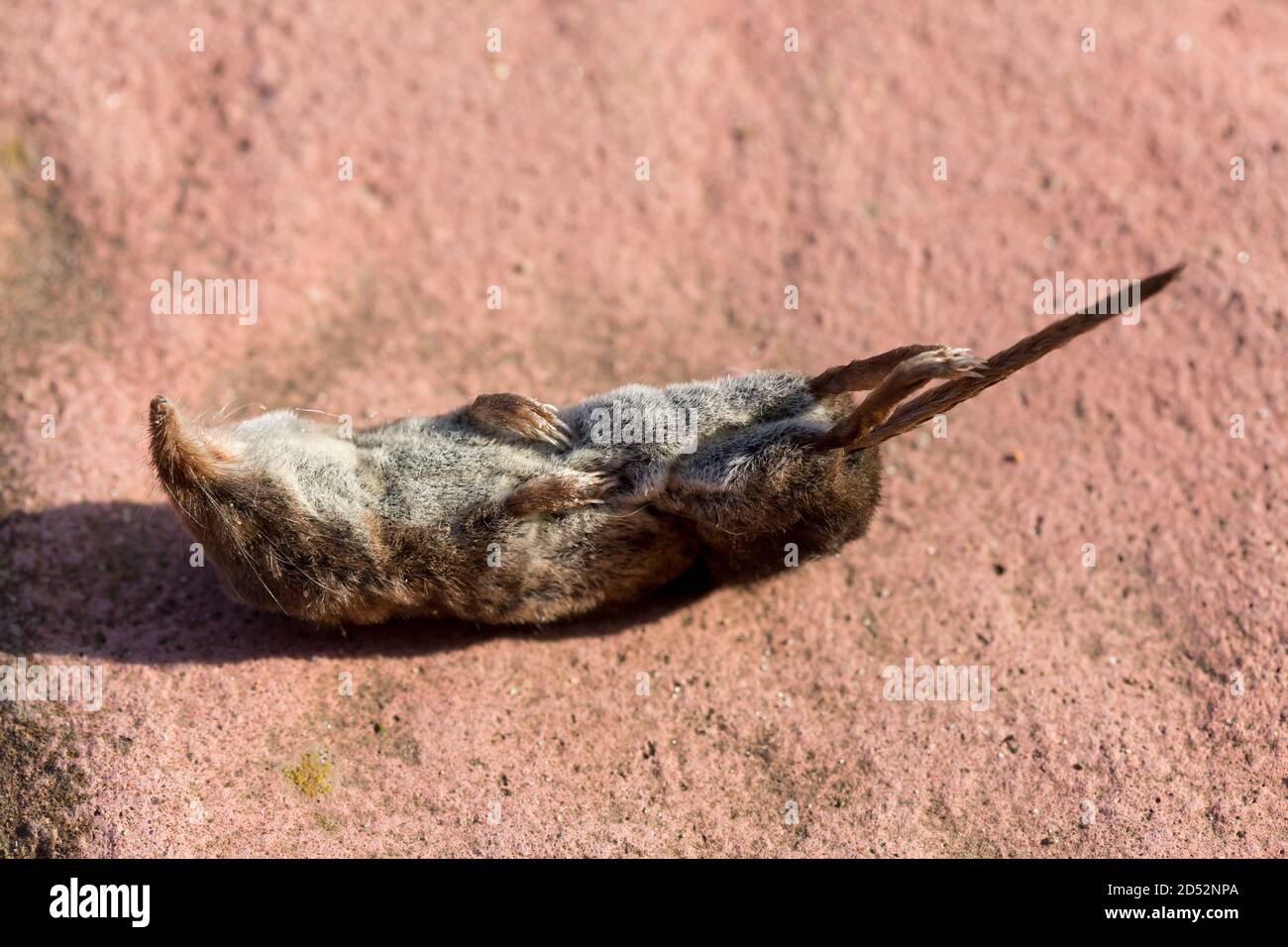 Dead vole hi-res stock photography and images - Alamy