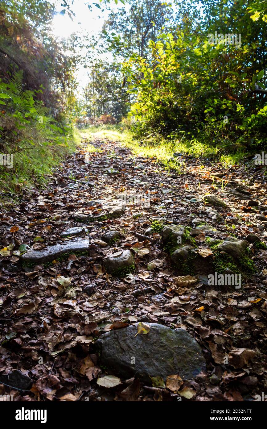 Stone path ascending through the wet forest towards an open field where ...