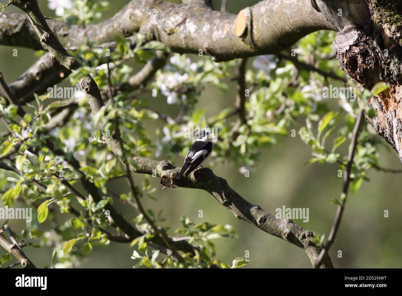 collared flycatcher (Ficedula albicollis) Germany Stock Photo - Alamy