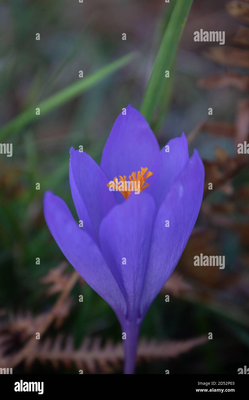 This lilac has brightly colored stamens that make it seem like fire is ...