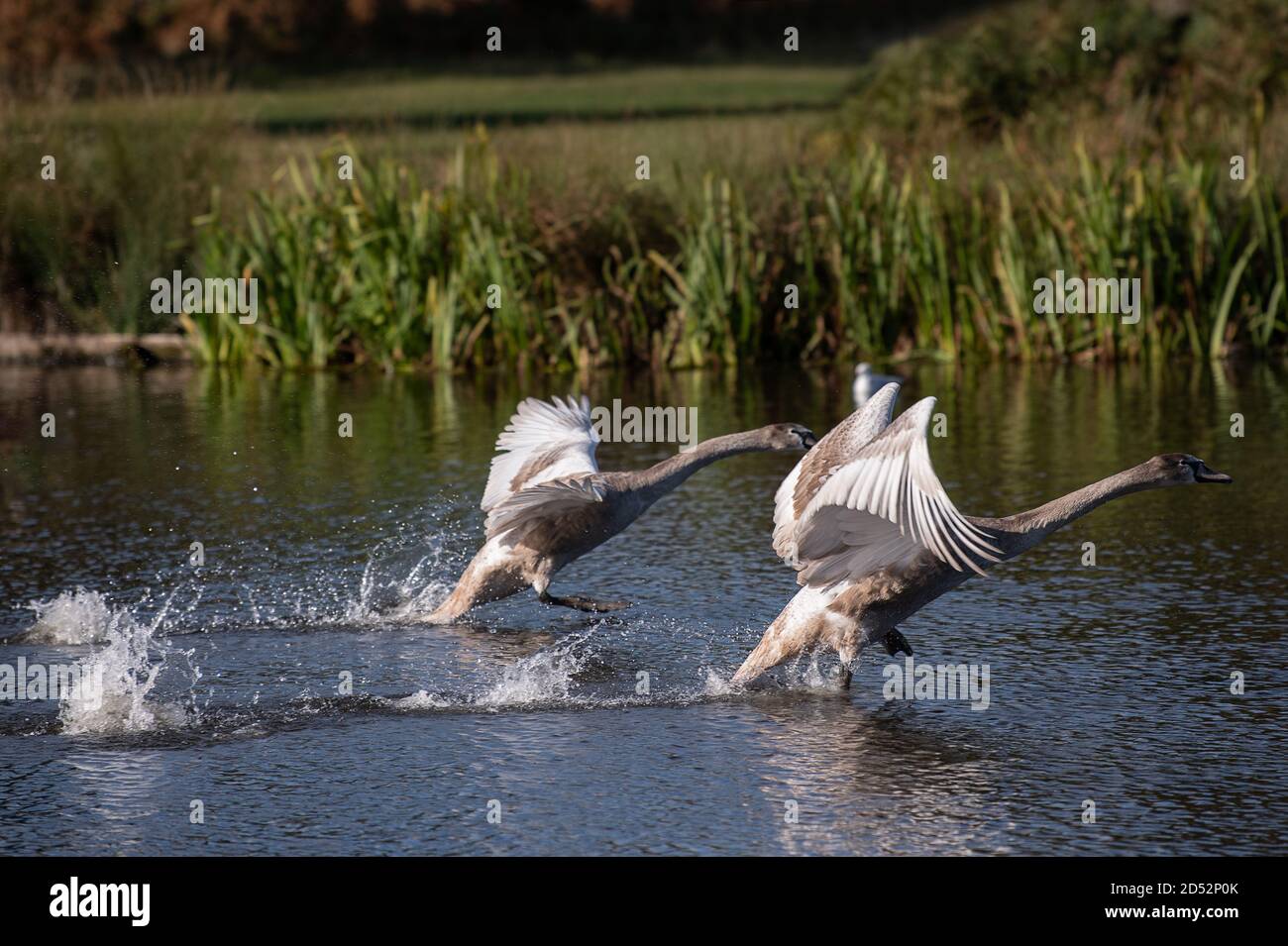 Two cygnet learning to fly on the Heron pond located in Bushy Park ...