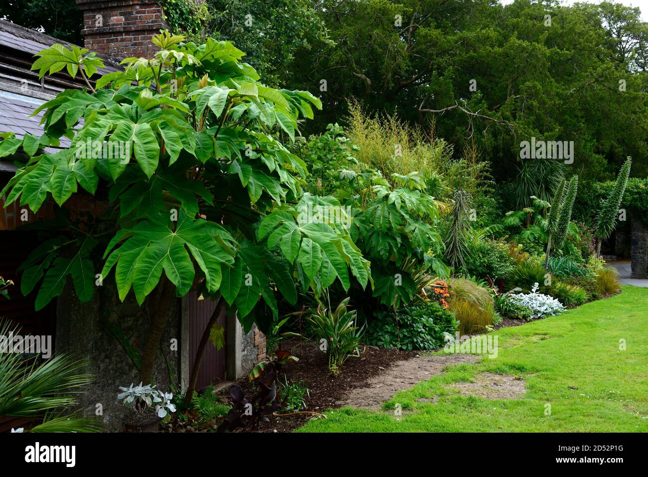Tetrapanax rex,green foliage,leaves,plant portraits,evergreen shrubs ...