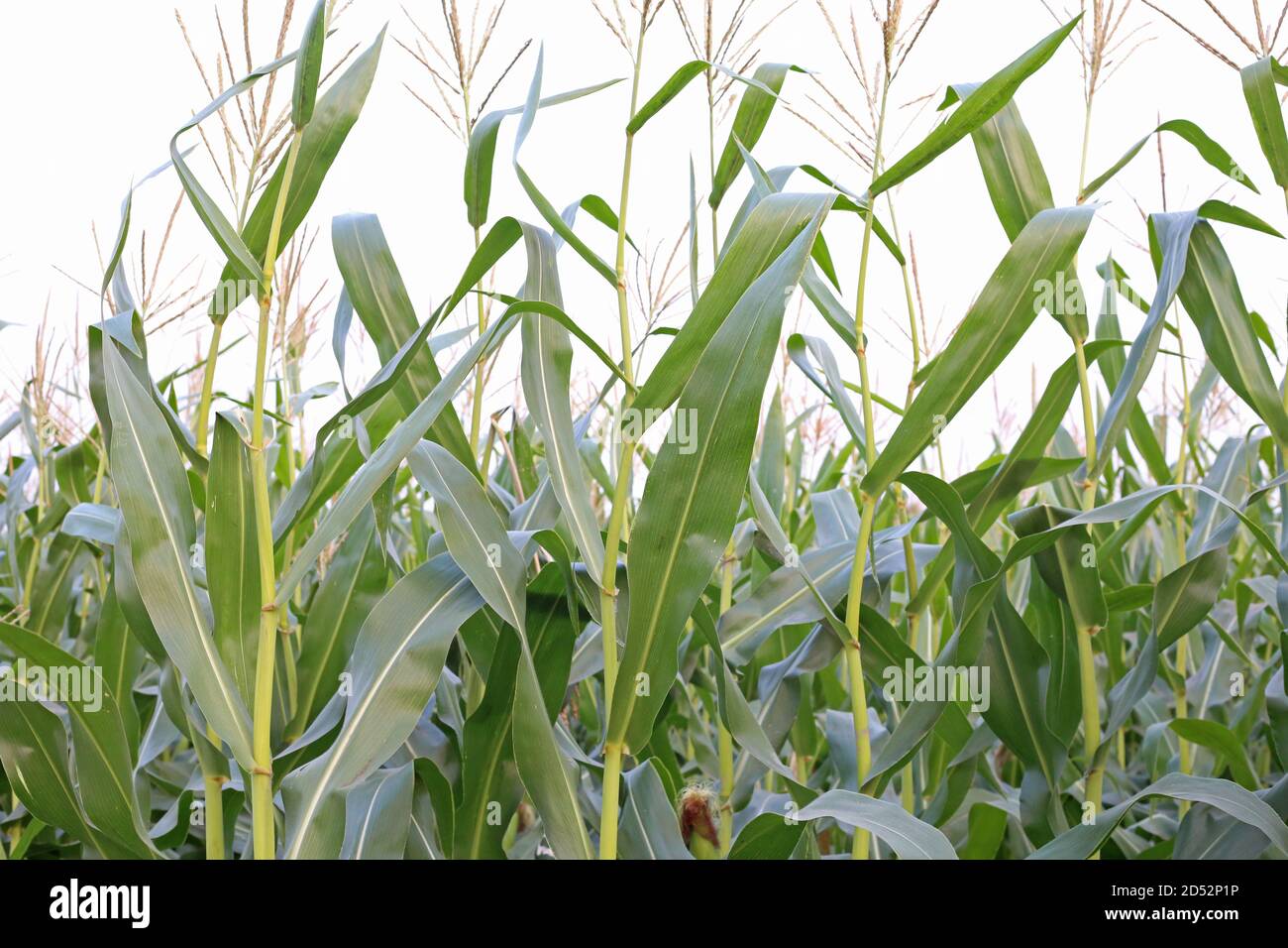 Cow food in minecraft hi-res stock photography and images - Alamy