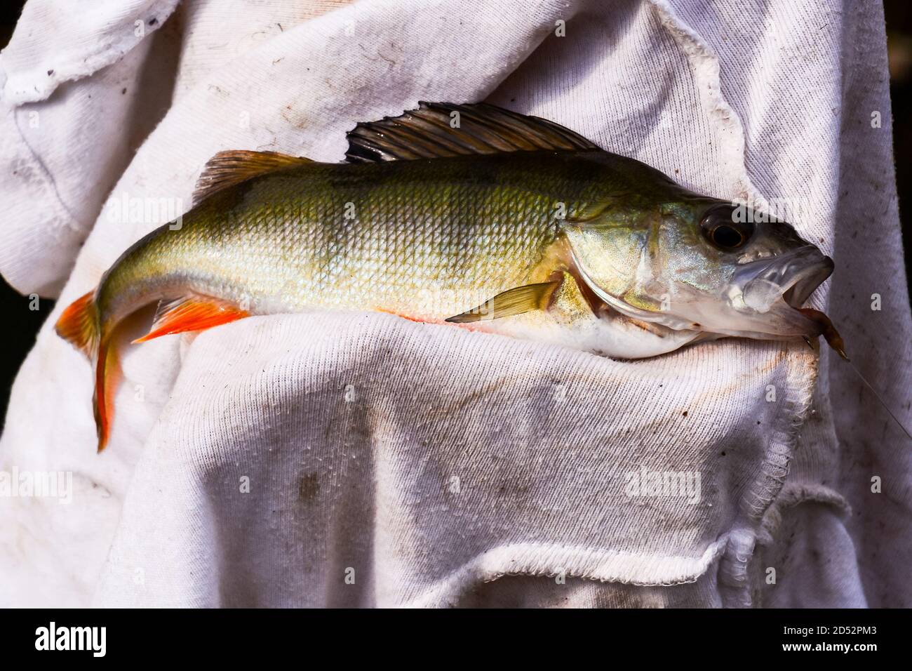 Fish Catched by a Fisherman Stock Photo - Alamy