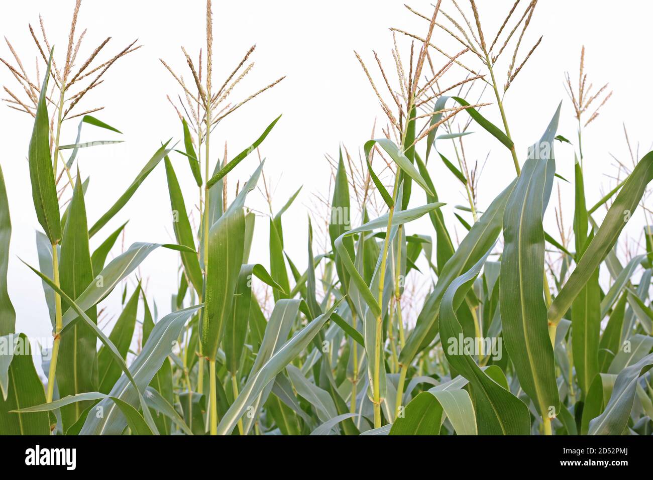 Tall green grass for cow food Stock Photo - Alamy