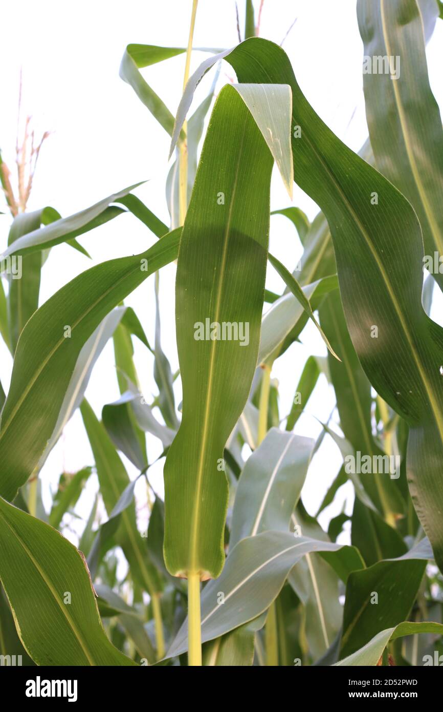 Tall green grass for cow food Stock Photo - Alamy
