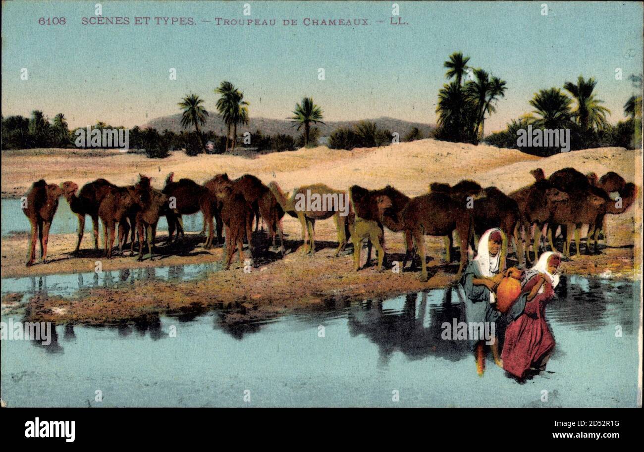 Scènes et Types, Troupeau de Chameaux, Kamele, Oase, Wüste | usage ...