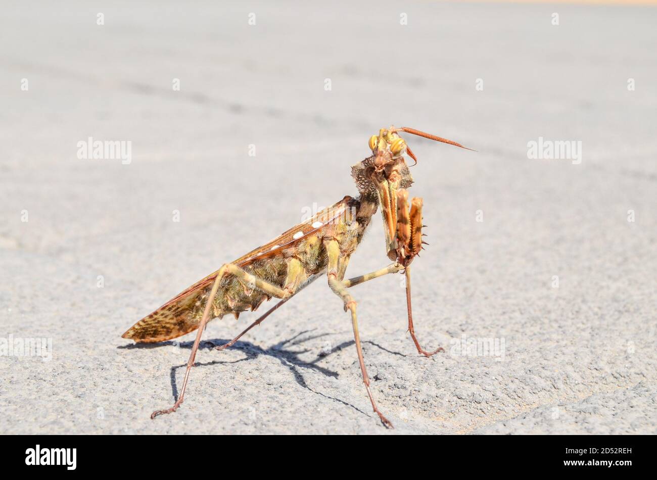 Insect Mantis Religiosa Stock Photo - Alamy