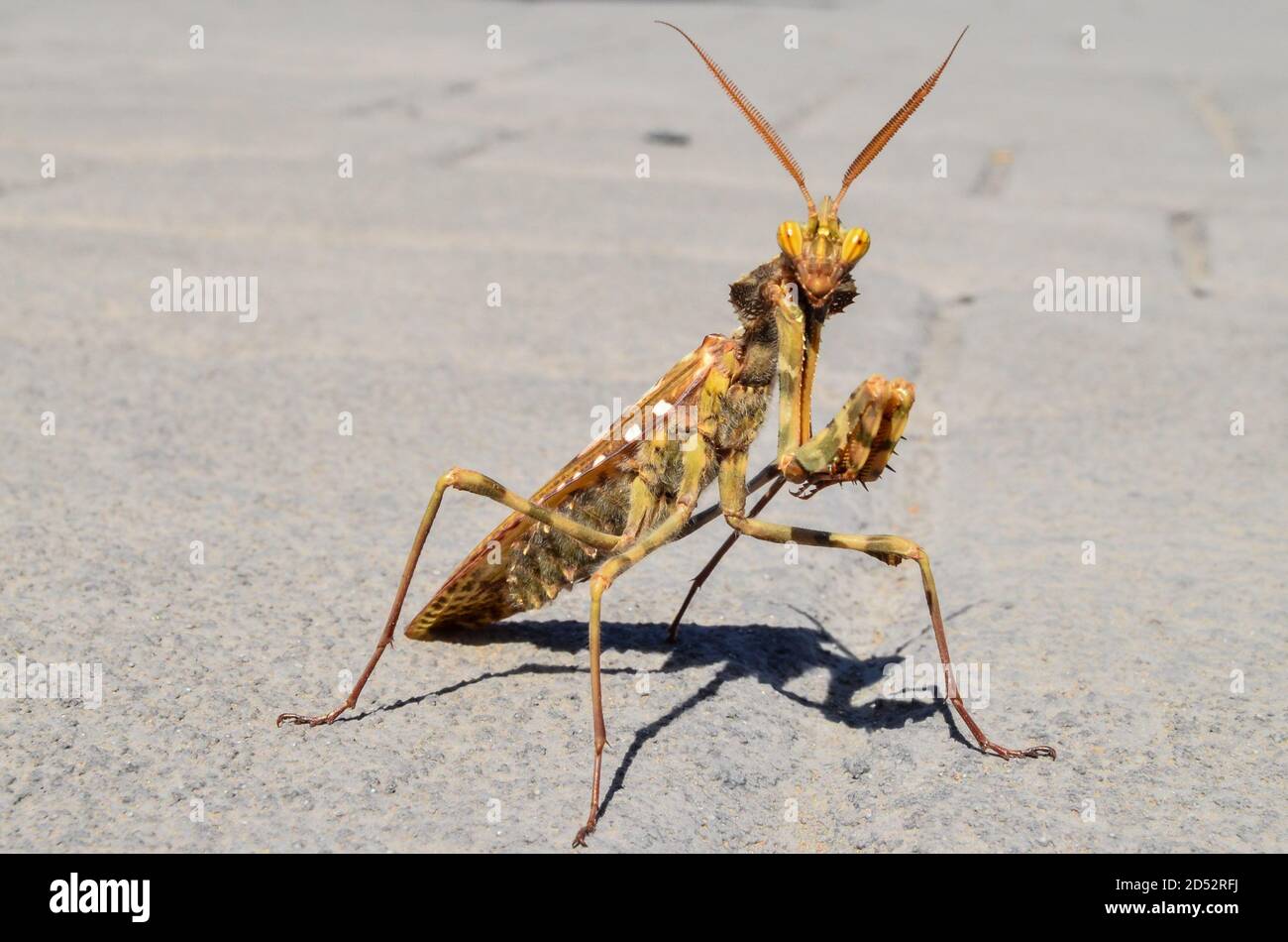 Insect Mantis Religiosa Stock Photo - Alamy