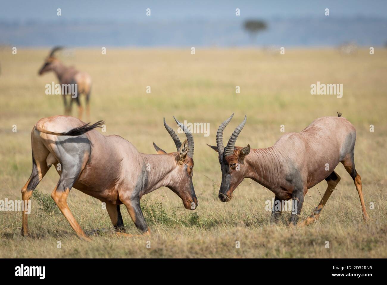 Topi hi-res stock photography and images - Alamy