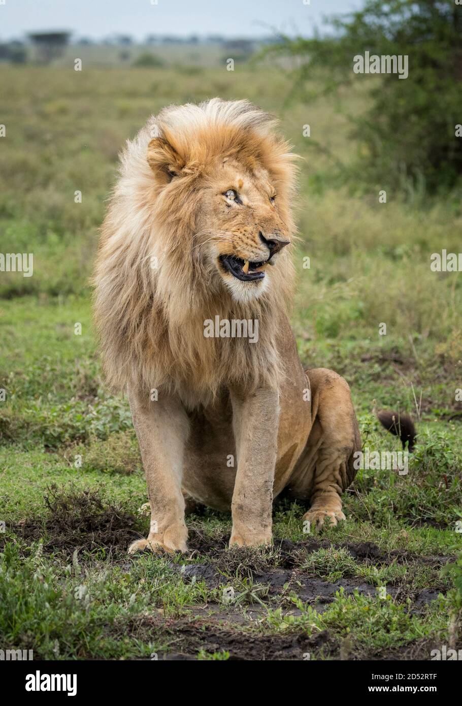 Vertical portrait of a male lion sitting in muddy grass looking alert ...