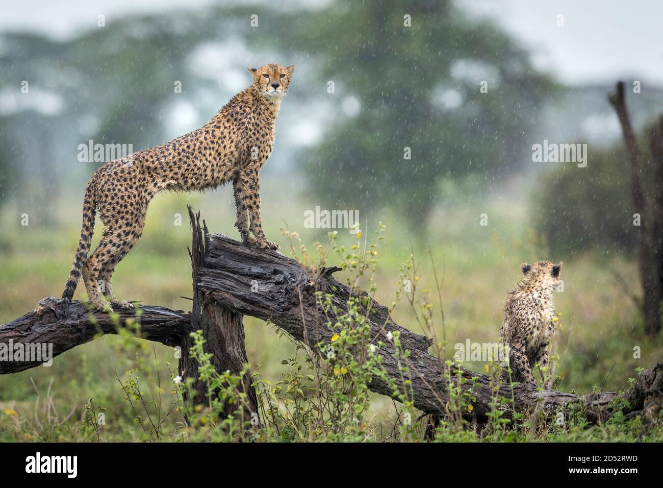 Cheetahs standing hi-res stock photography and images - Alamy