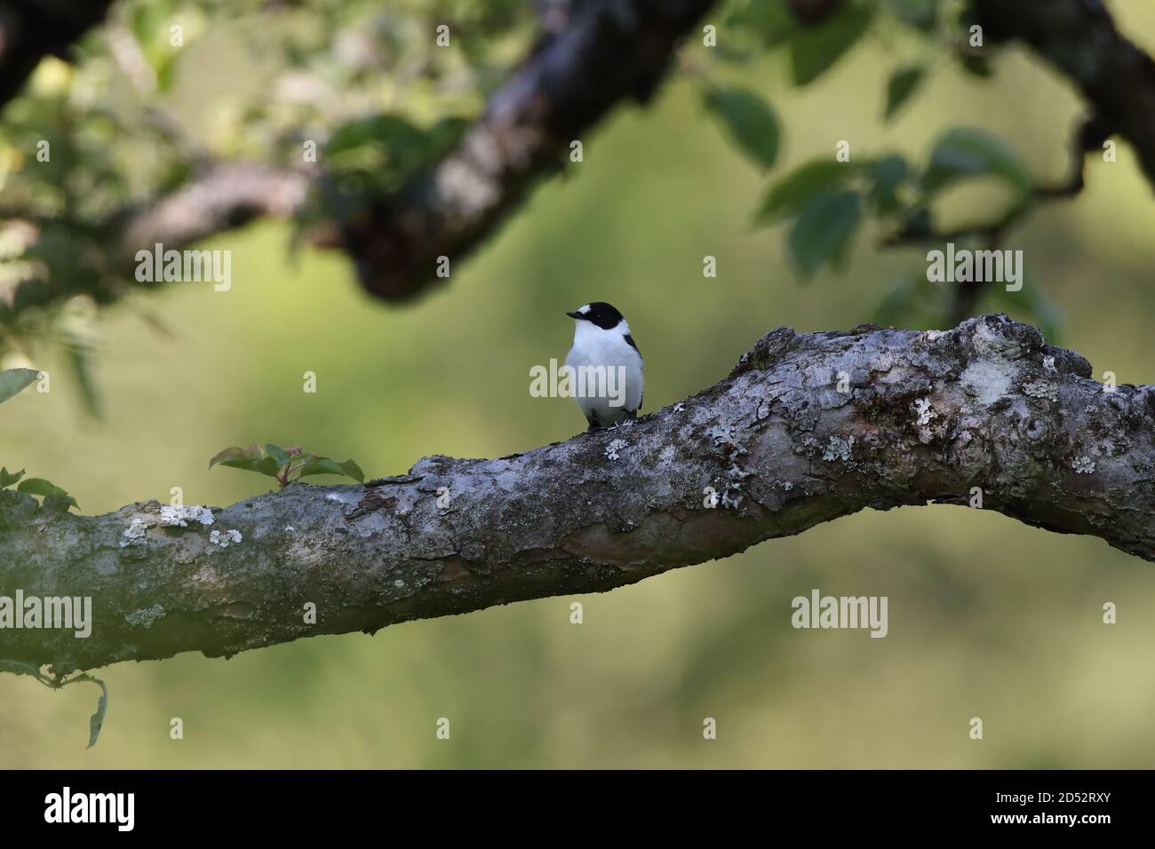 collared flycatcher (Ficedula albicollis) Germany Stock Photo - Alamy