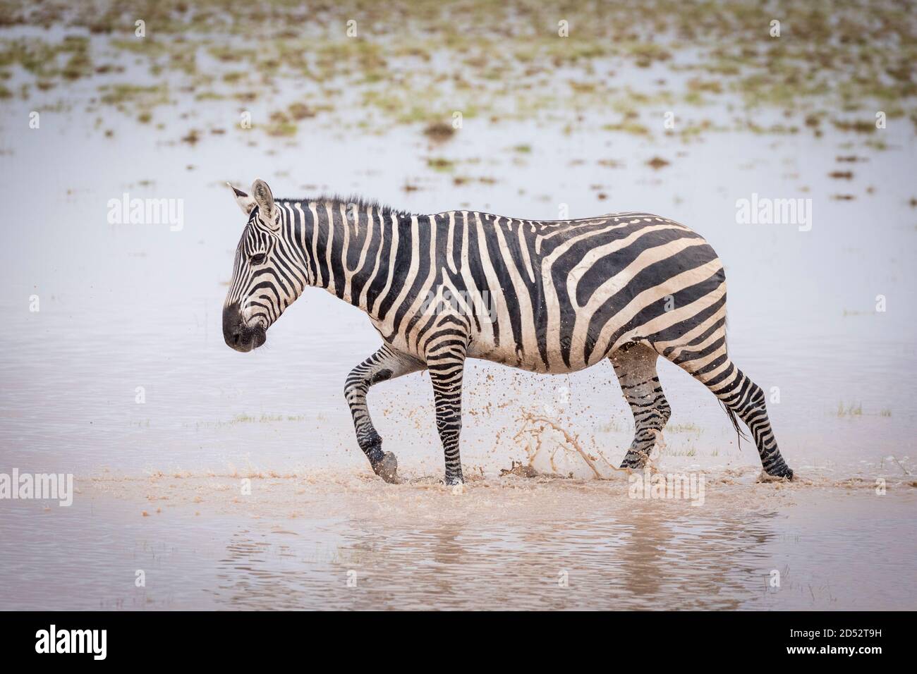 Adult zebra walking through wet plains in Amboseli National Park in ...