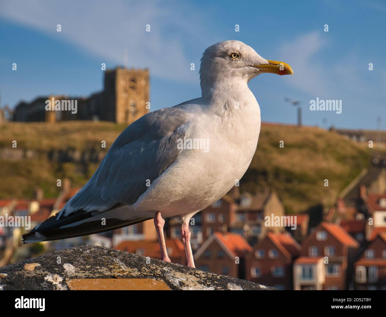 Whitby seagull problem hi-res stock photography and images - Alamy
