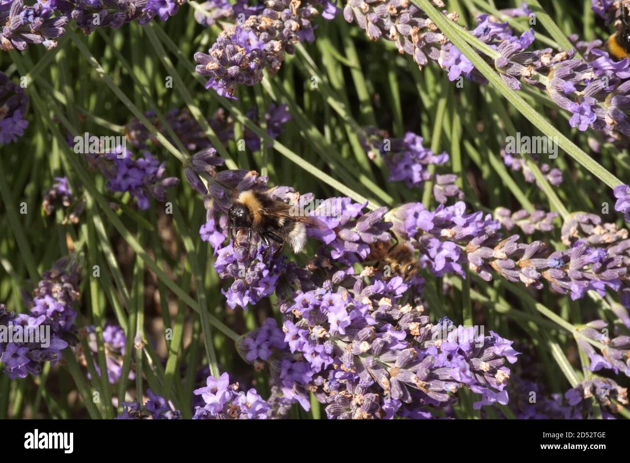 Lavender, Botanic Garden, Cambridge, England Stock Photo - Alamy