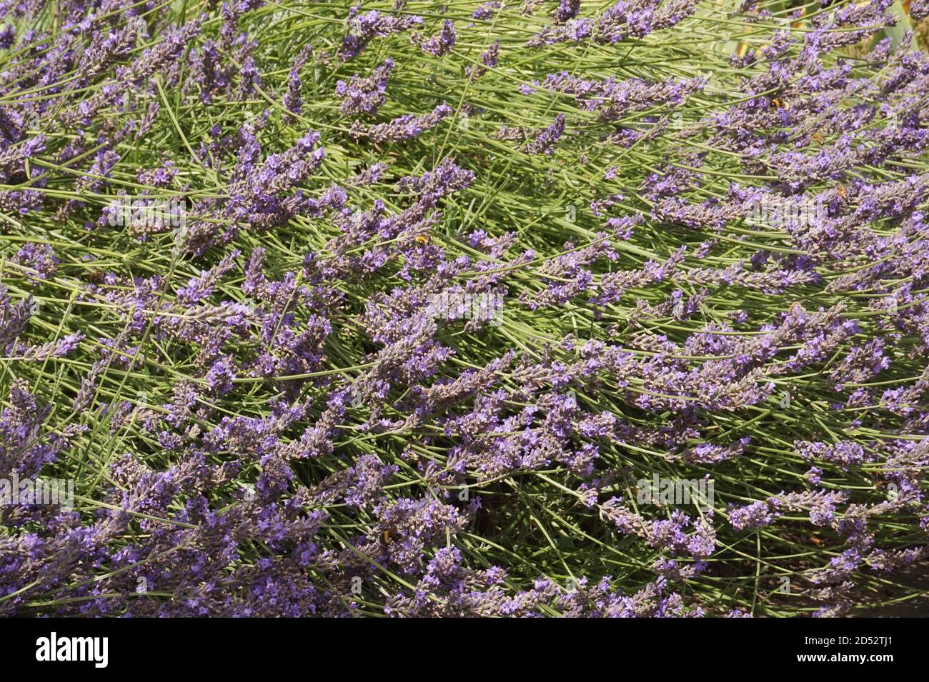 Lavender, Botanic Garden, Cambridge, England Stock Photo - Alamy