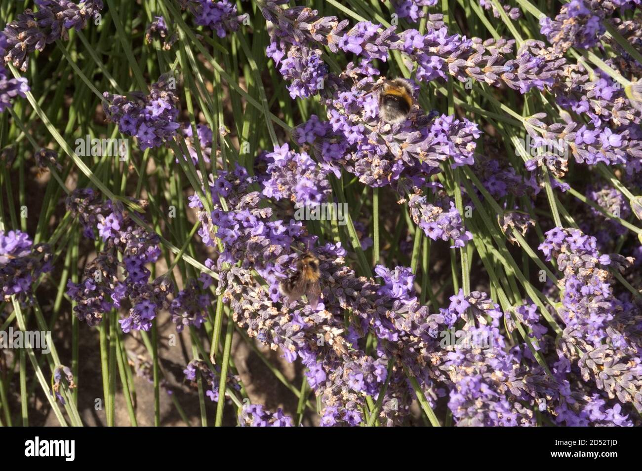Lavender, Botanic Garden, Cambridge, England Stock Photo - Alamy