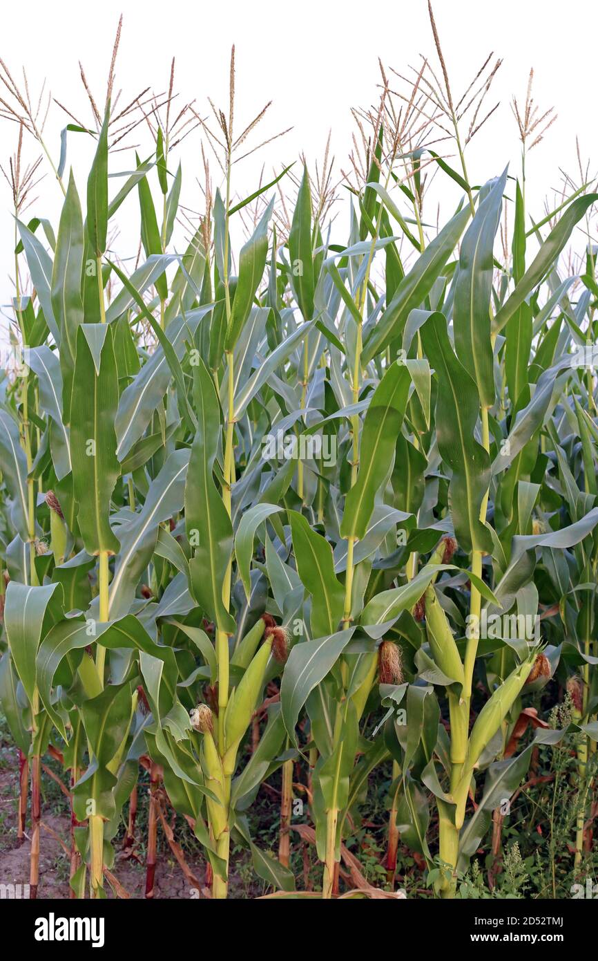 Tall green grass for cow food Stock Photo - Alamy