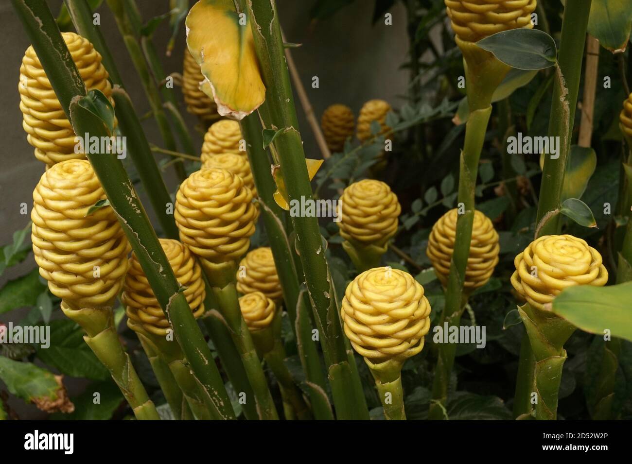 Beehive ginger (Zingiber spectabile) in the glasshouse at the Botanic ...