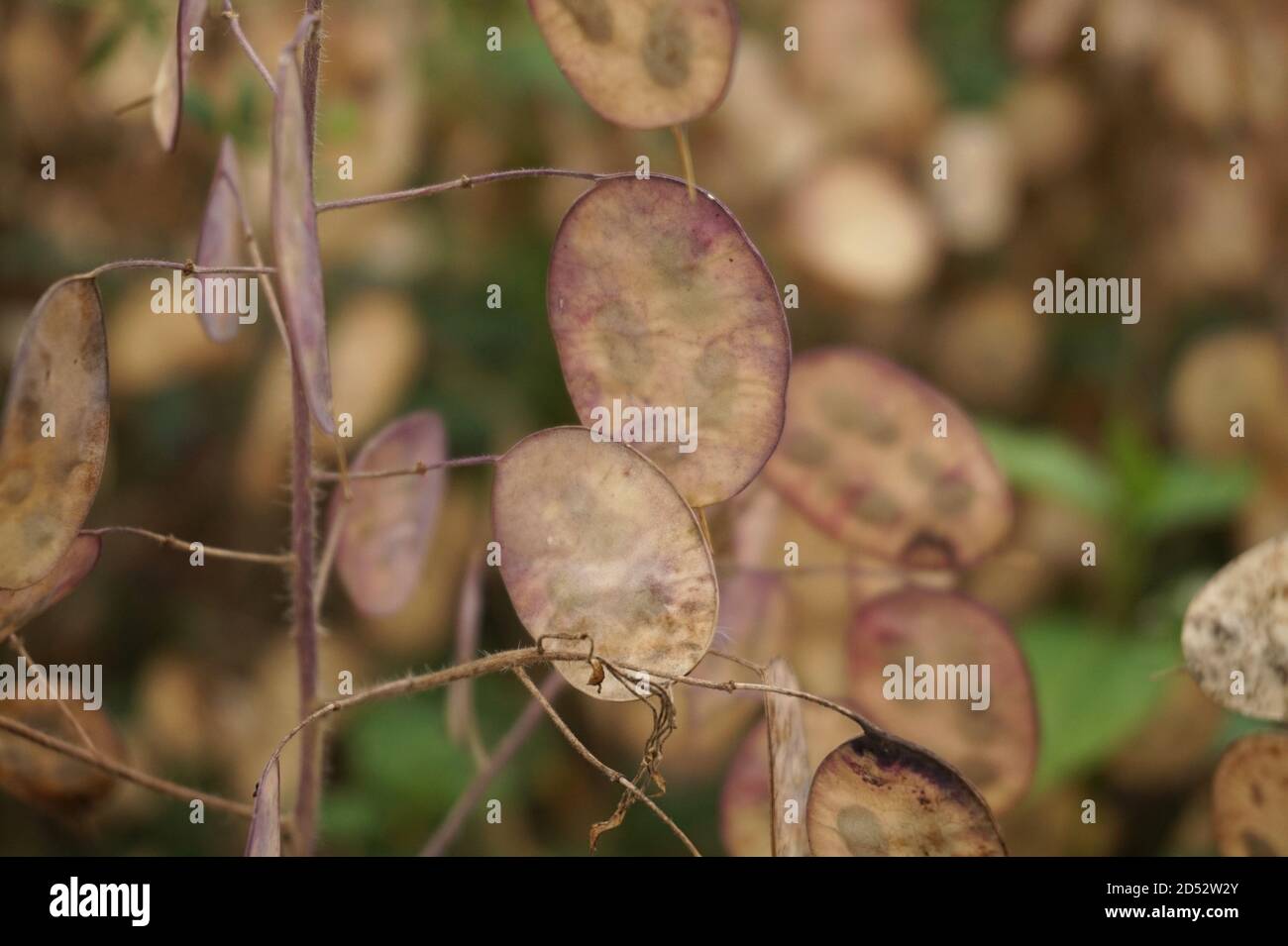 "Honesty" (Lunaria annua) seed pods, Botanic Garden, Cambridge, England ...
