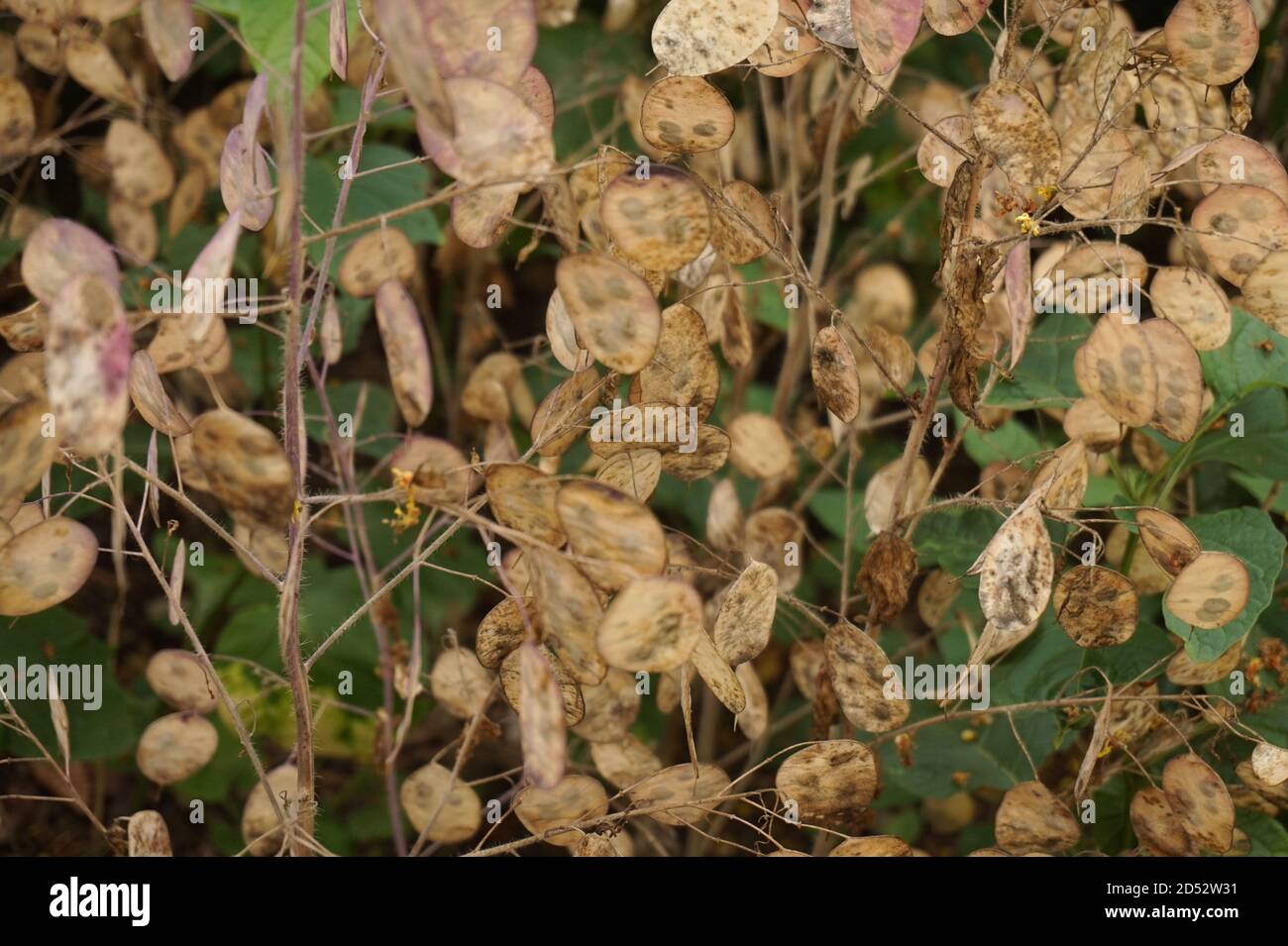 "Honesty" (Lunaria annua) seed pods, English country garden Stock Photo ...