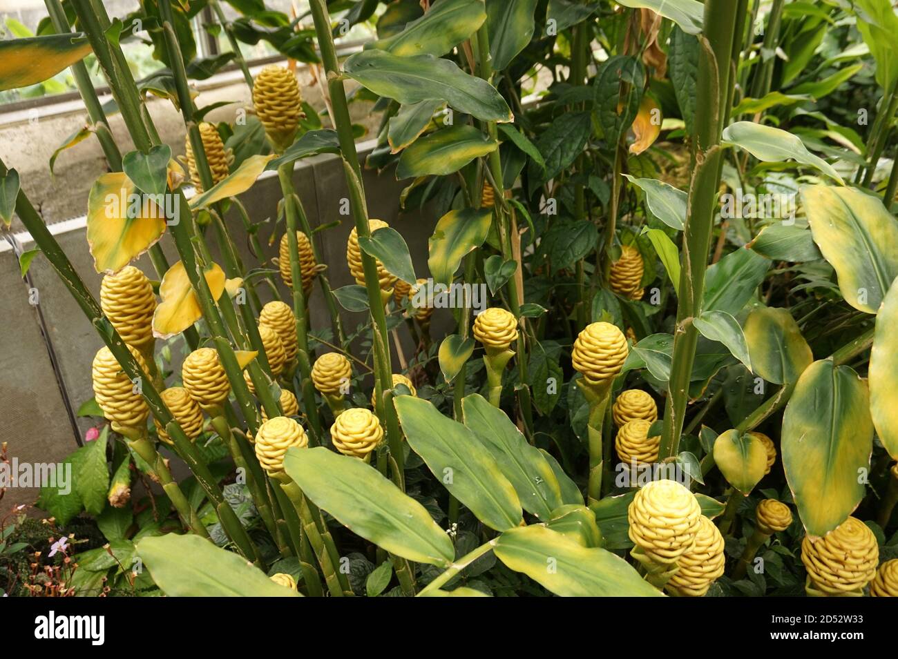 Beehive ginger (Zingiber spectabile) in the glasshouse at the Botanic ...