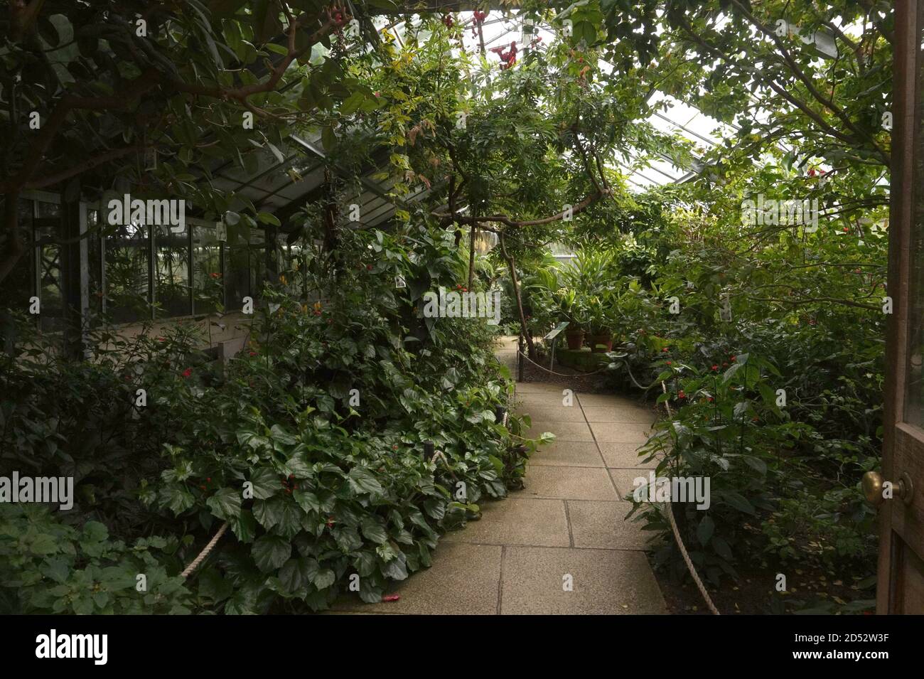 Tropical plants in the glasshouse at the Botanic Garden, Cambridge ...