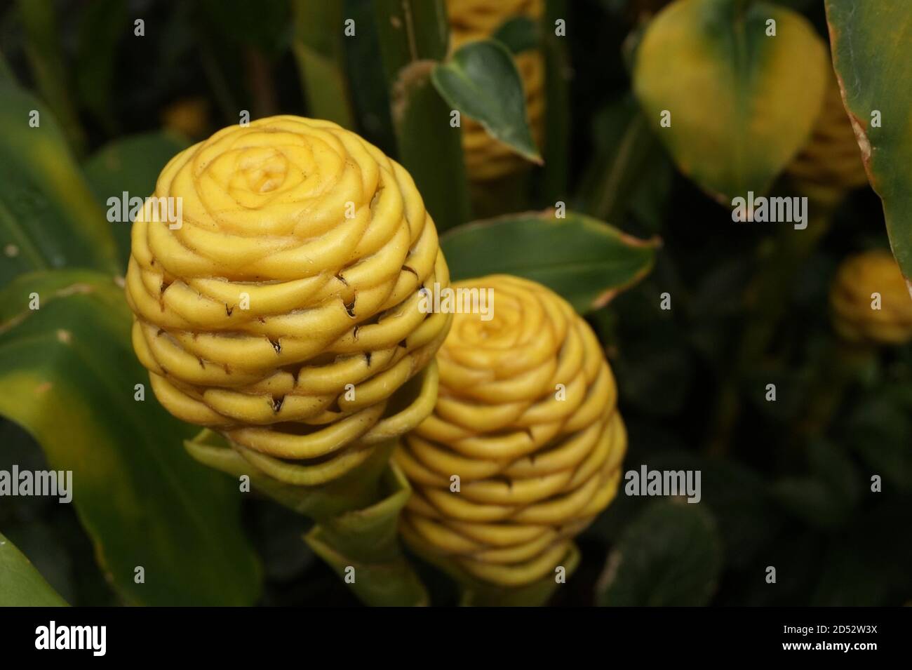 Beehive ginger (Zingiber spectabile) in the glasshouse at the Botanic ...