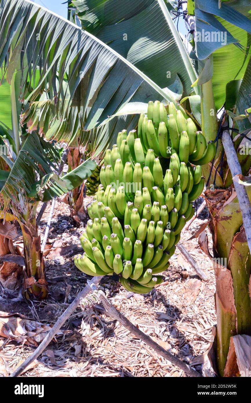 Banana Plantation Field Stock Photo - Alamy