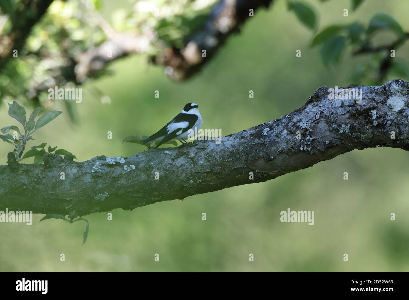 collared flycatcher (Ficedula albicollis) Germany Stock Photo - Alamy