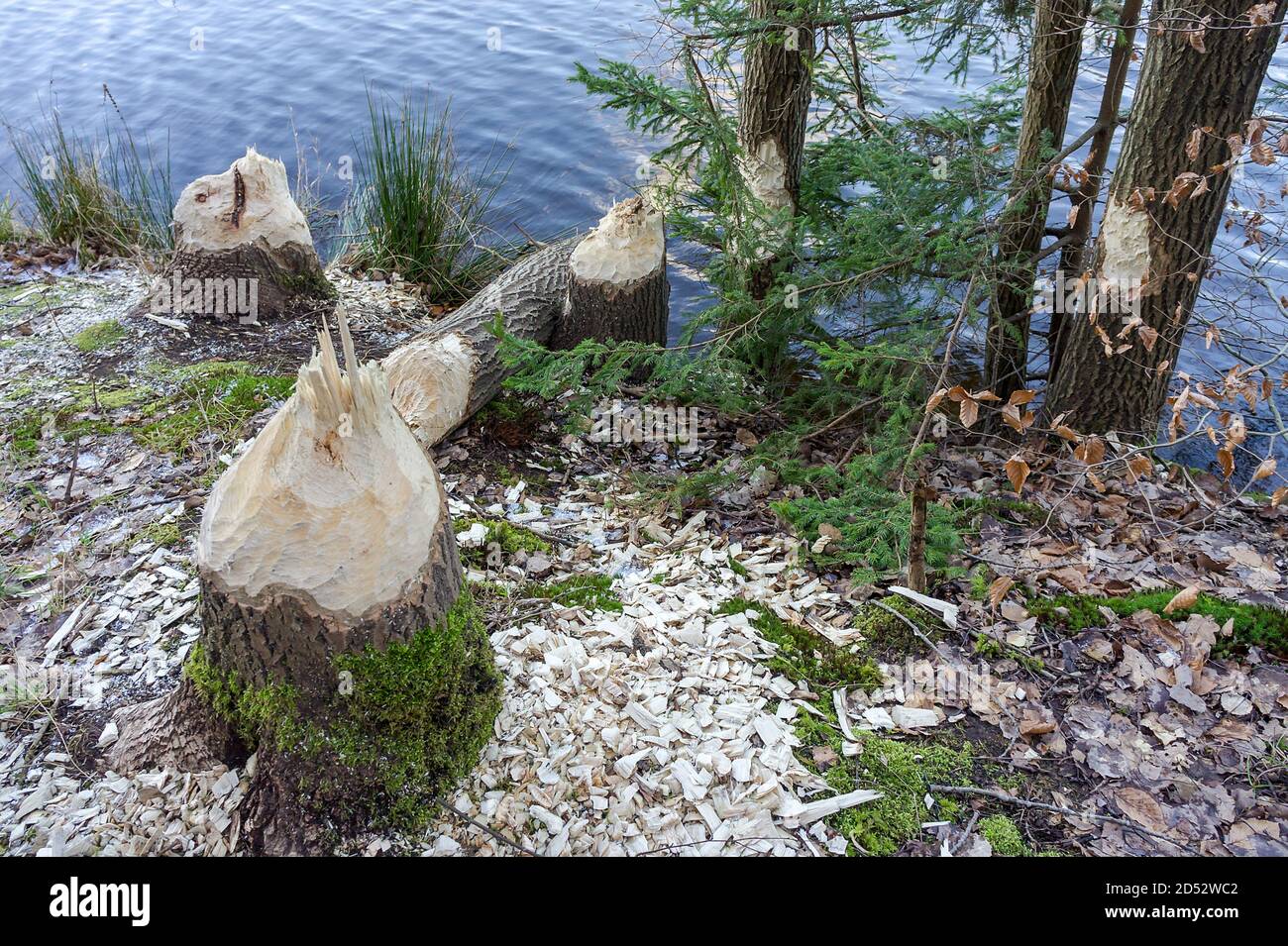 the trunks of trees with signs of beaver teeth, beavers gnawed trees ...
