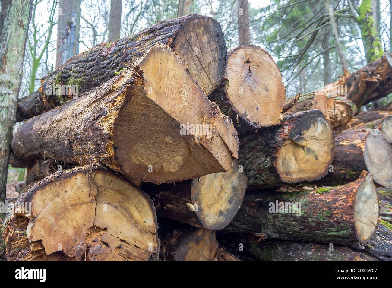 logs stacked in a row, felled trees, felled tree trunks Stock Photo - Alamy