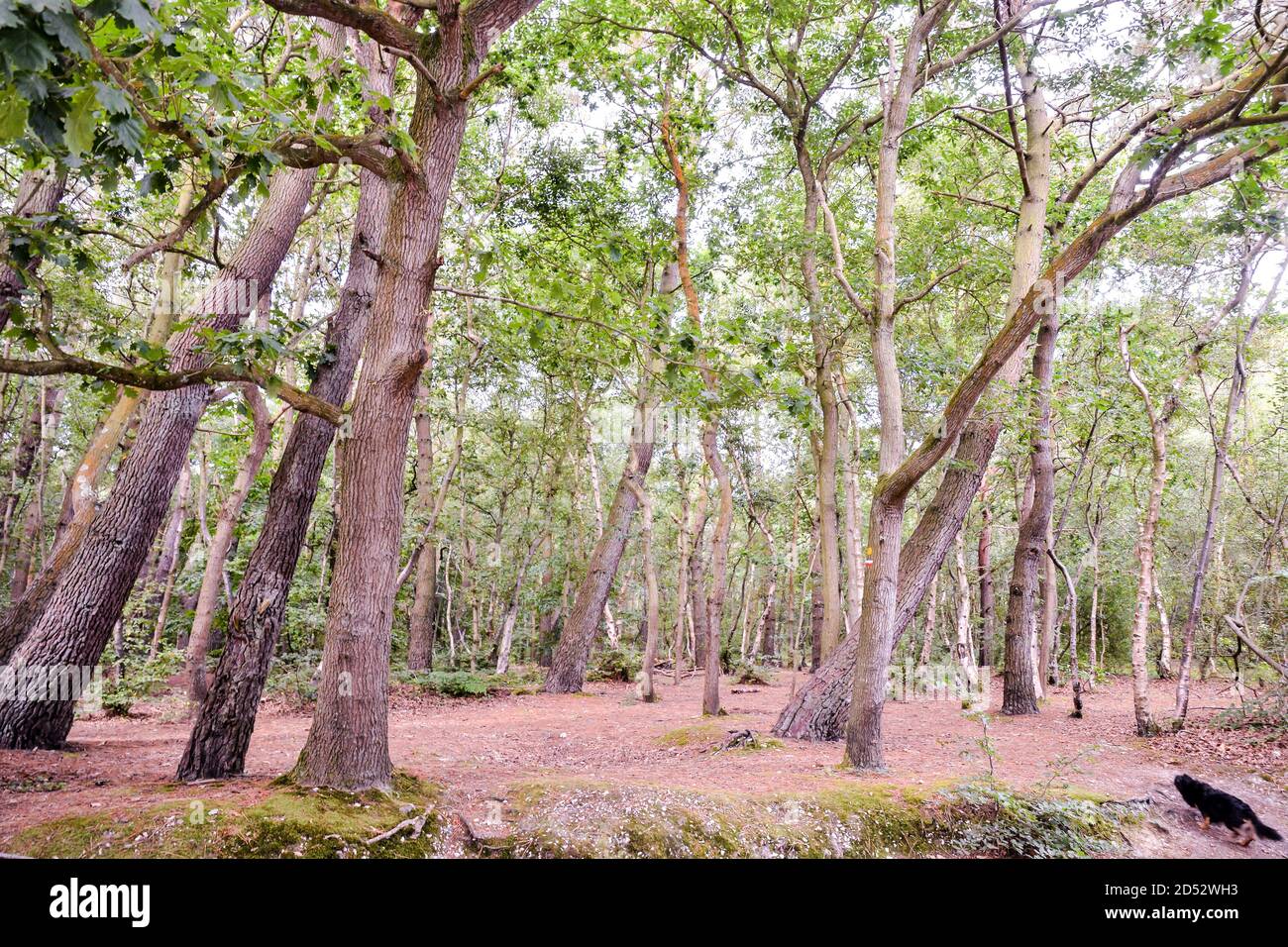 European natural countryside Stock Photo - Alamy