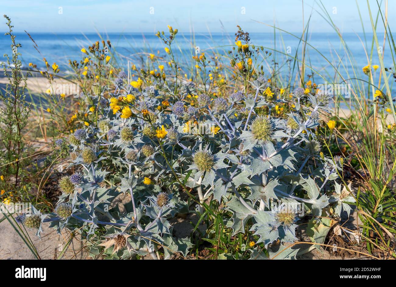 Asteraceae genus cirsium hi-res stock photography and images - Alamy