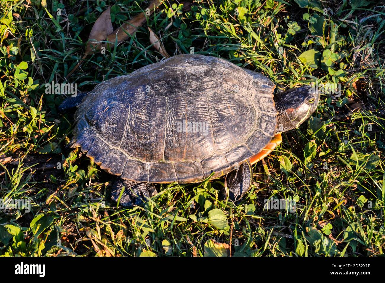Trachemys Scripta Elegans Tortoise Stock Photo - Alamy